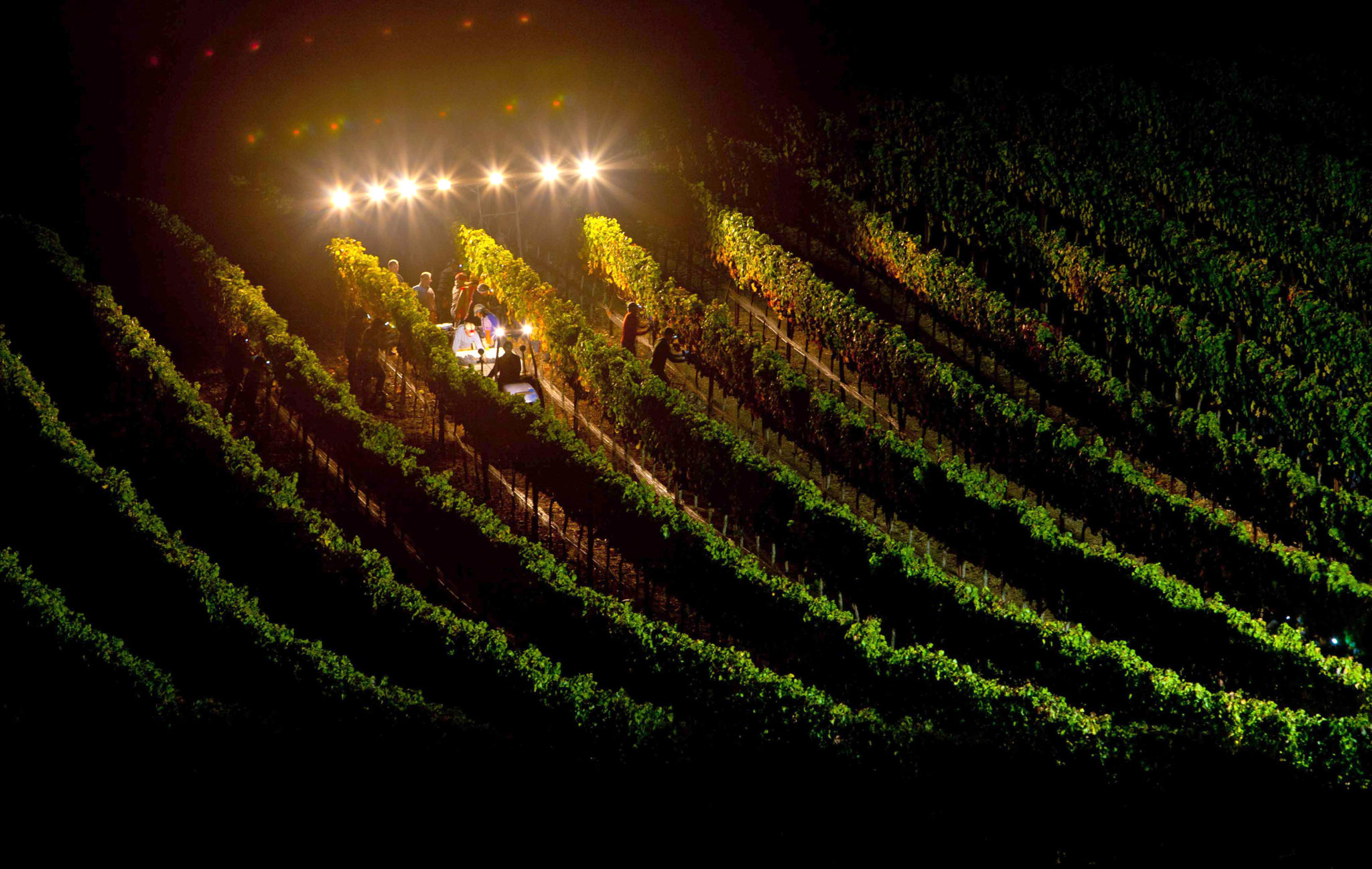 Vintners Across the State Report Outstanding Quality for 2021 ...